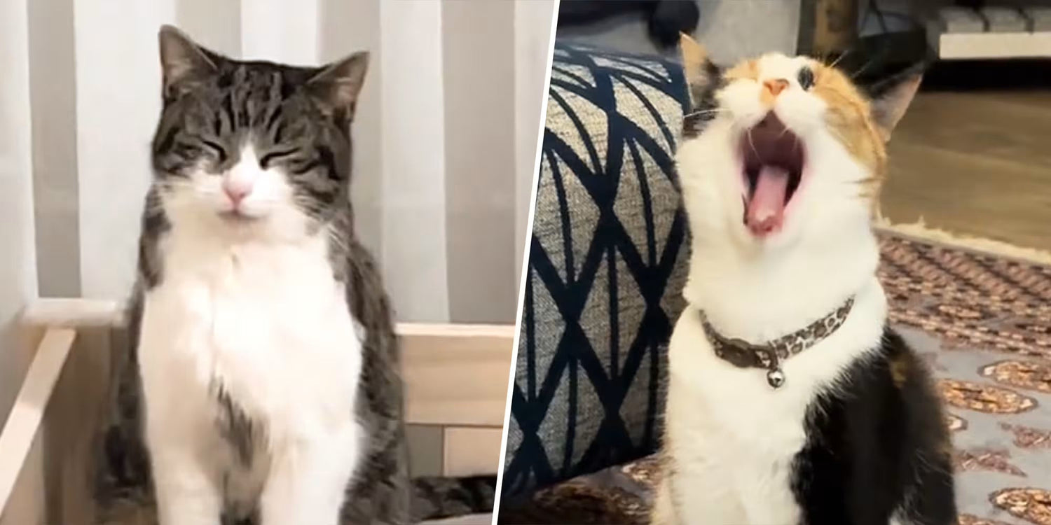 Why My Confused Ramadan Cat is Going Viral in 2026 (And Why the Intern ...